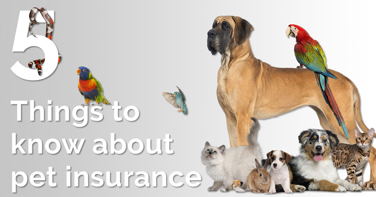 5 questions to ask when buying pet insurance